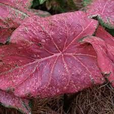 Caladium Ballet Slippers | Kaufen auf Ricardo