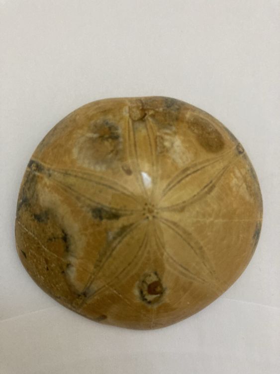 Seeigel Seestern Fossil (Neu (gemäss Beschreibung)) in Sornard - Nendaz ...