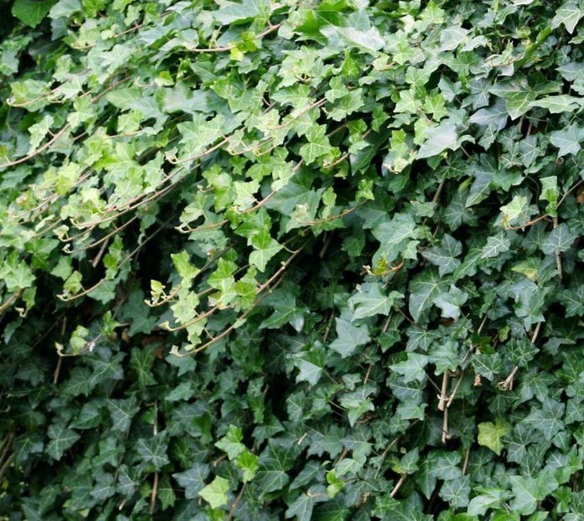 Efeu (Gebraucht) in Eschenbach LU für CHF 2.95 – mit Lieferung auf ...