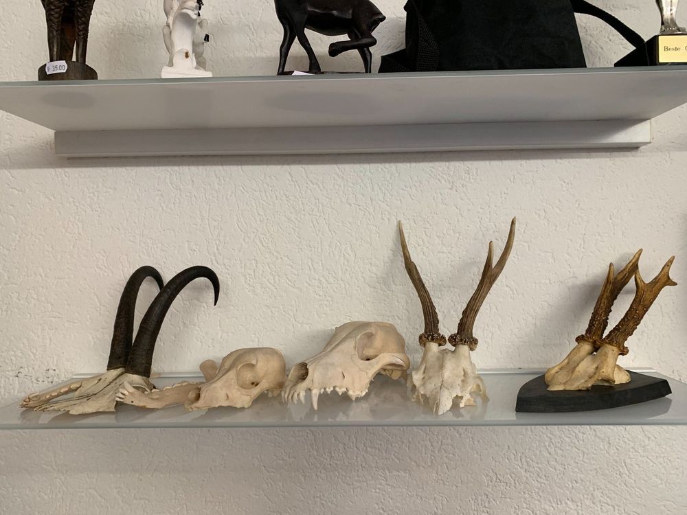Tier Skelette | Kaufen auf Ricardo