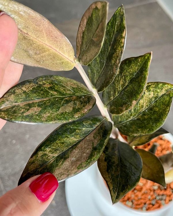 Zamioculcas Raven multi color | Kaufen auf Ricardo