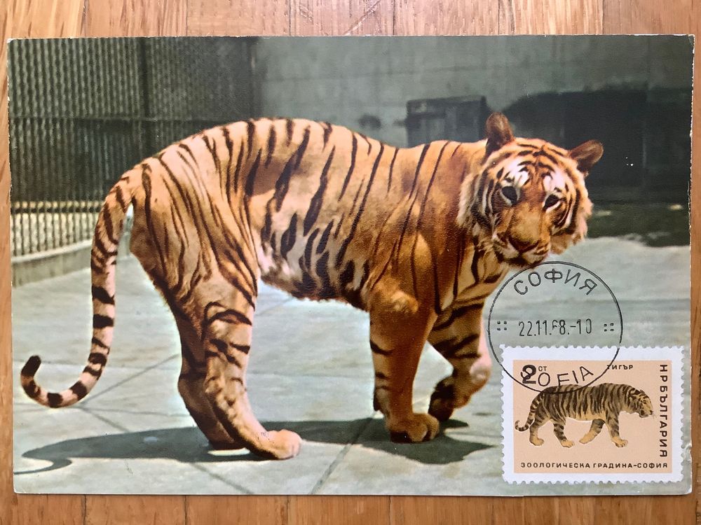 Maximumkarte Tigre Tiger Bulgaria 1968 MK | Kaufen auf Ricardo
