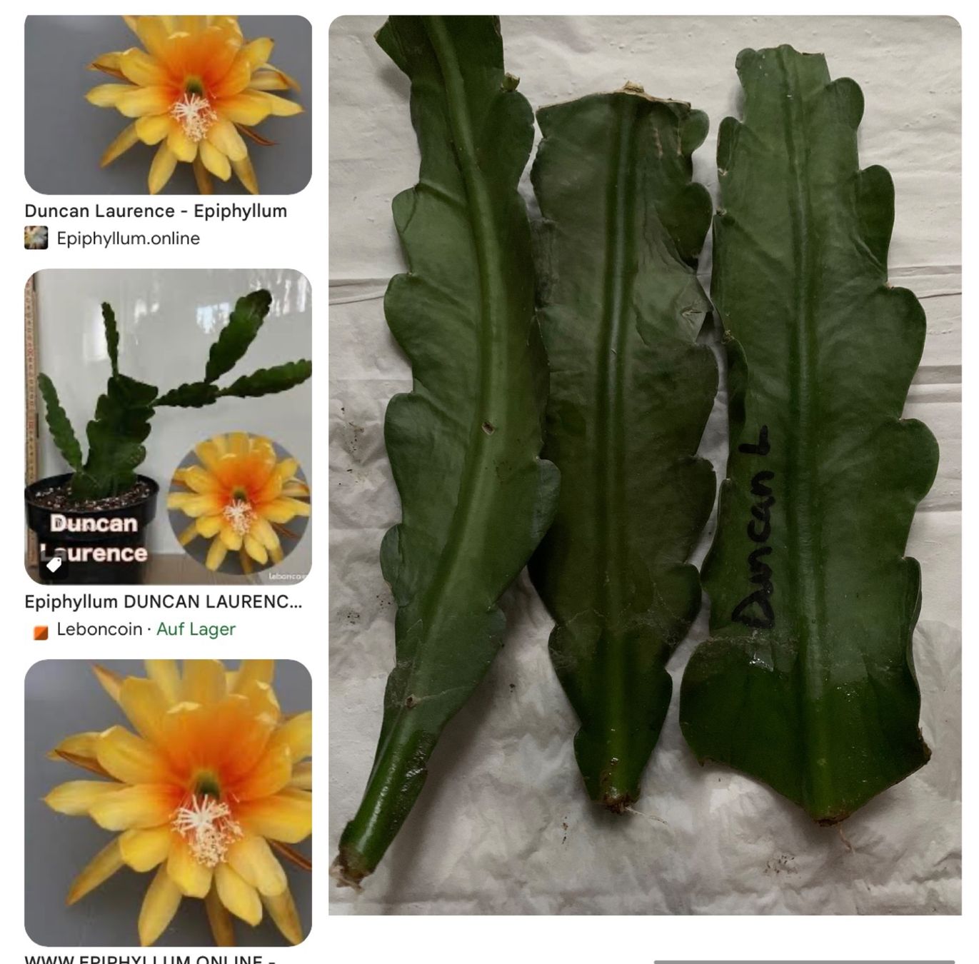 3 Stecklinge Epiphyllum Duncan Laurence Blattkaktus (Gebraucht) in Bern ...
