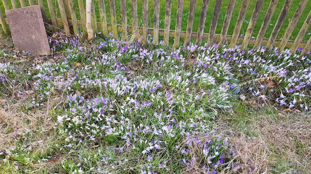 Gratis - Krokus Beet - crocus gratuit | Kaufen auf Ricardo