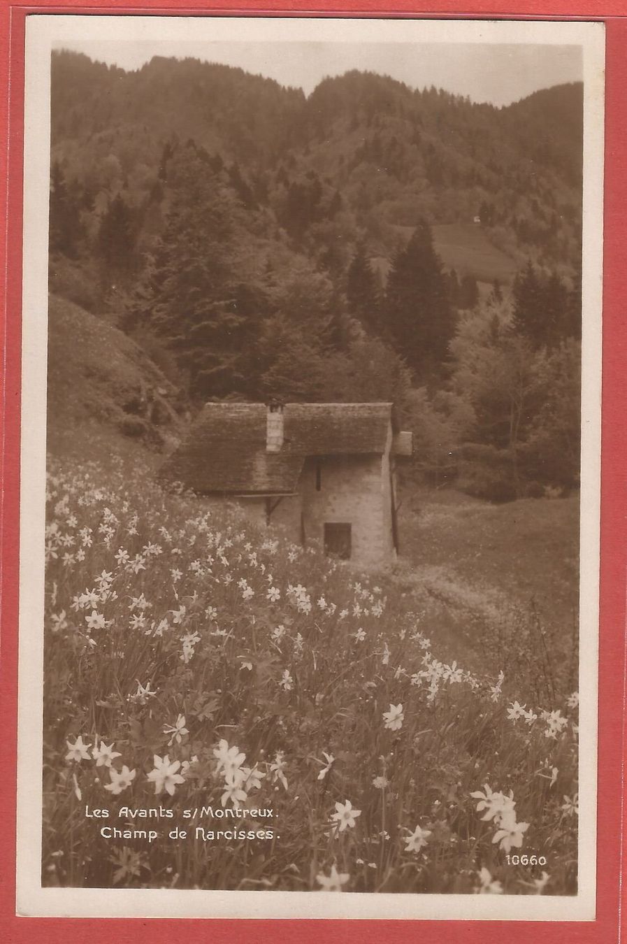 Les Avants sur Montreux - Champ de Narcisses Fotokarte 1924 (Gebraucht ...