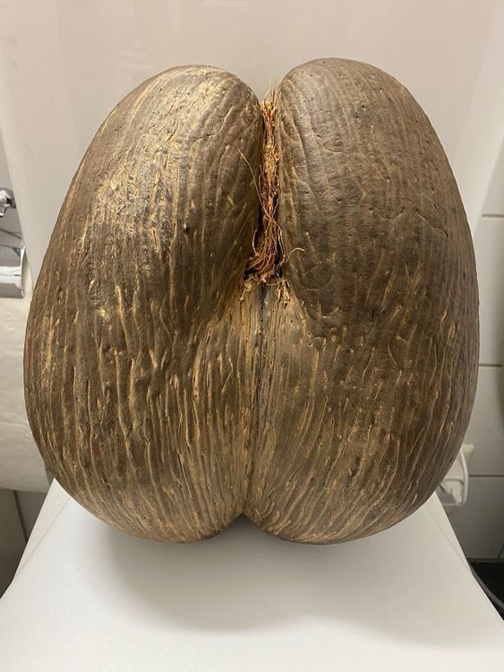 Coco de Mer | Kaufen auf Ricardo