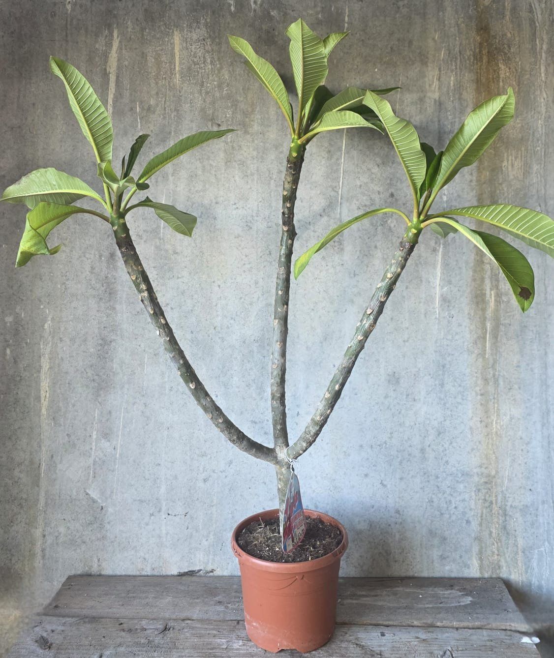 Frangipani / Plumeria Red Jack (Neu (gemäss Beschreibung)) in St.Erhard ...