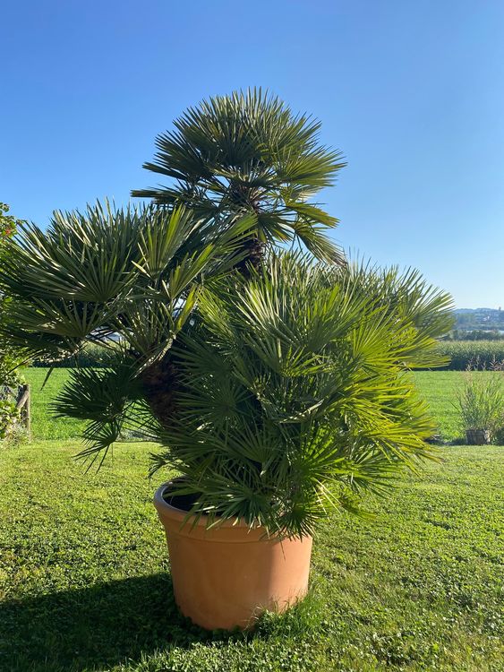 Wunderschöne grosse Topf- Palme (Gebraucht) in Arbon für CHF 500 – nur ...