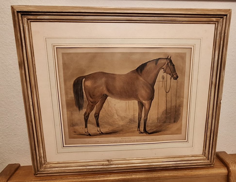 Antike Lithografie Pferd ,,Giraffe", gerahmt 1873 (Gebraucht) in Mönchaltorf für CHF 100 – mit ...