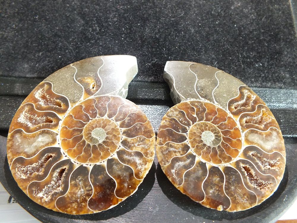 Ammonite Mollusque céphalopode fossile 117 grammes CHF 1.- | Kaufen auf ...