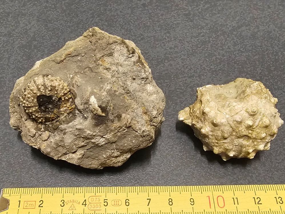 Set versteinerte Seeigel Fossilien Versteinerung (Gebraucht) in Abtwil ...
