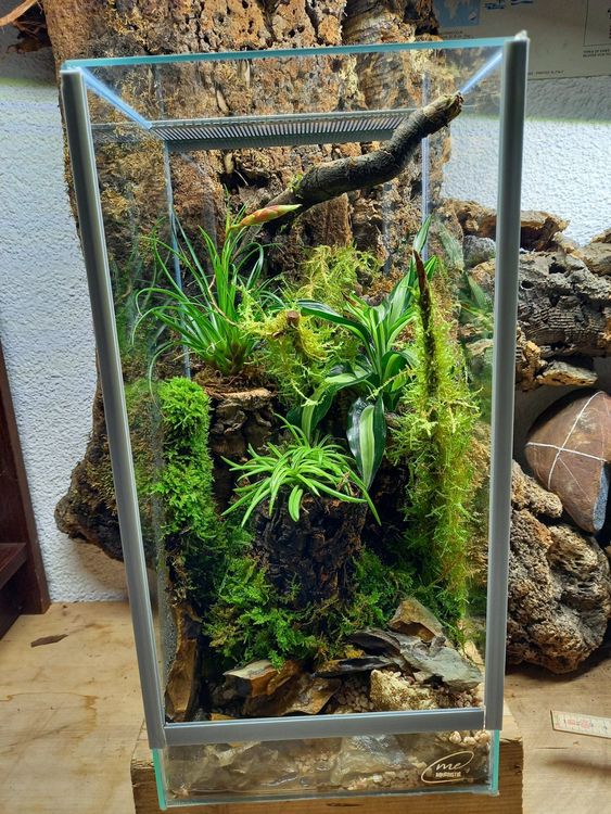 Terrarium Moos Kaufen