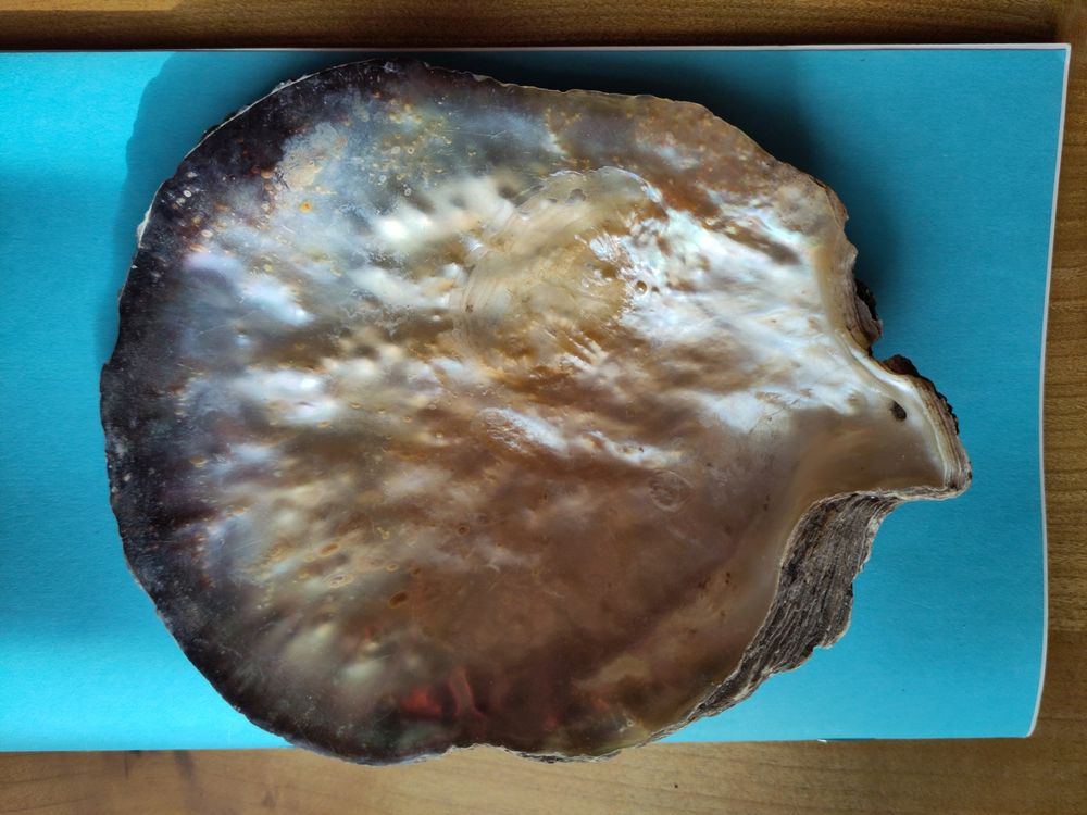 1 gr. Muschel ca. 16 cm " Meerohr?" (Gebraucht) in Veltheim AG für CHF ...
