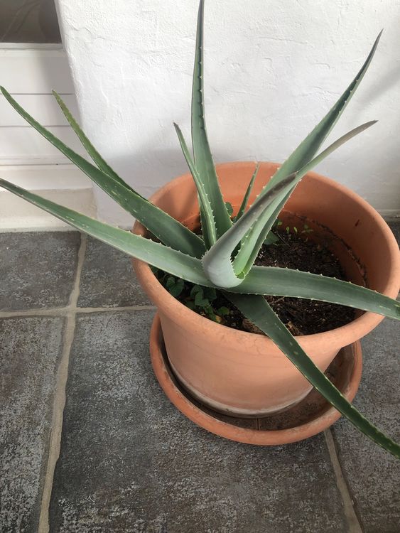 Aloe Vera Topfgrosse