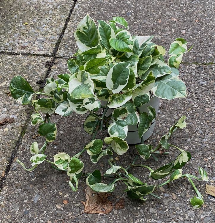 Efeutute Epipremnum pinnatum "N'Joy" | Kaufen auf Ricardo