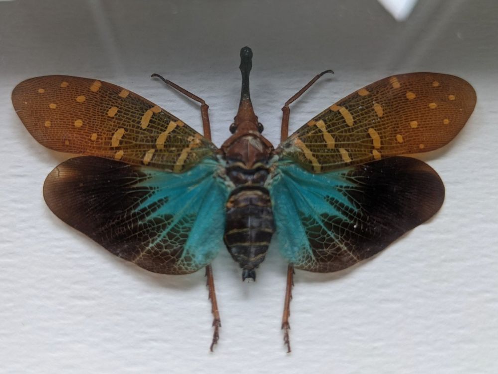 Insecte multicolore naturalisé | Kaufen auf Ricardo