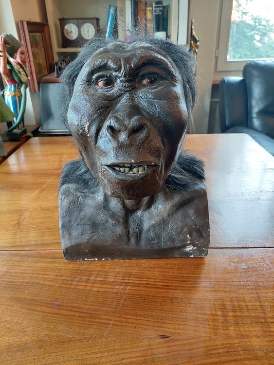 Australopithecus boisei Büste, Rekonstruktion, Museal | Acheter sur Ricardo