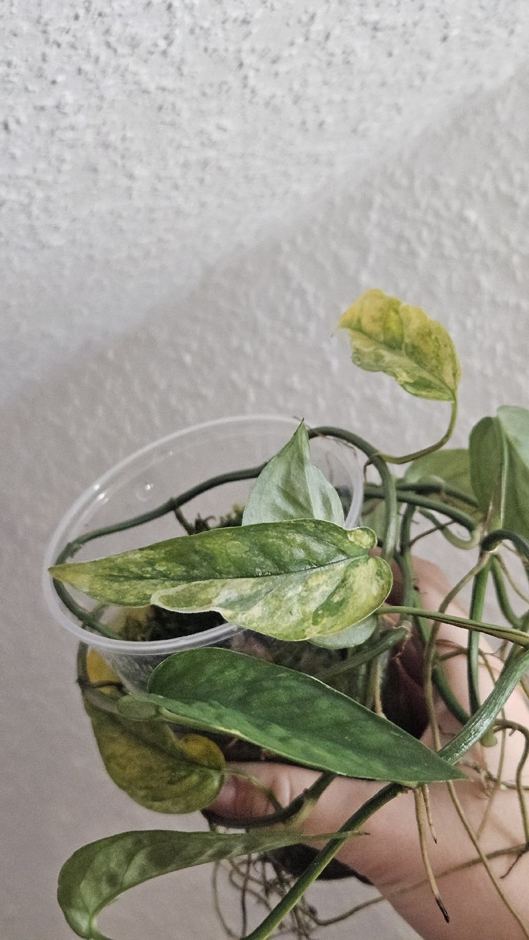 Epipremnum hanoman sp bali variegata (Gebraucht) in Suhr für CHF 10 ...