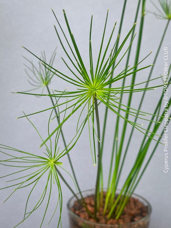 Cyperus Prolifer Cleopatra in Glasvase | Kaufen auf Ricardo