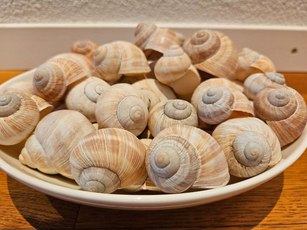 Schöne Schneckenhäuser Basteln Dekoration Weinbergschnecken | Kaufen ...
