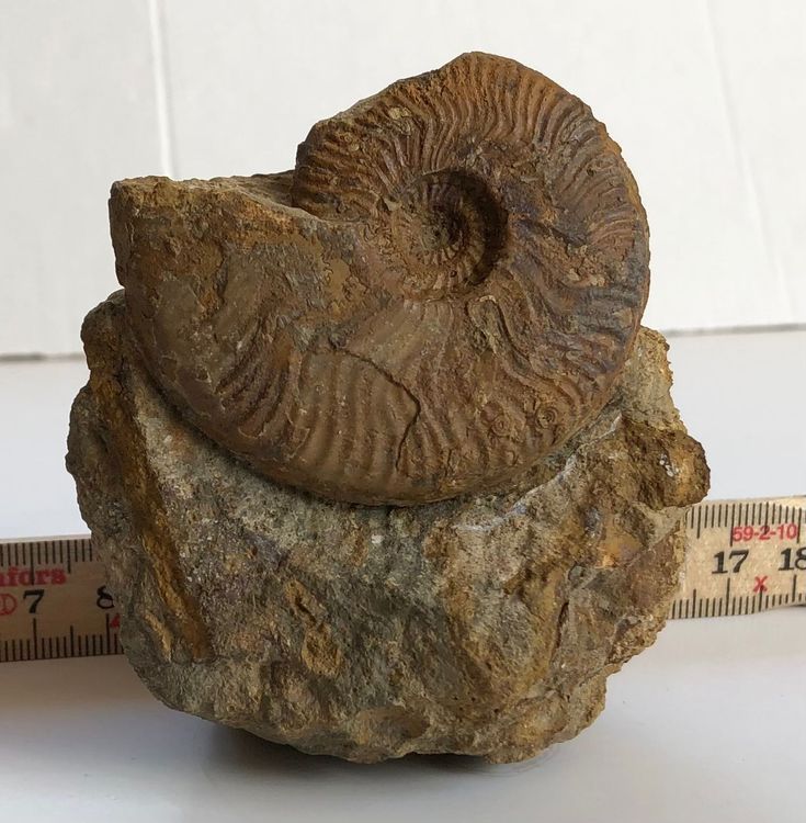 Ammonit Schweiz | Kaufen auf Ricardo