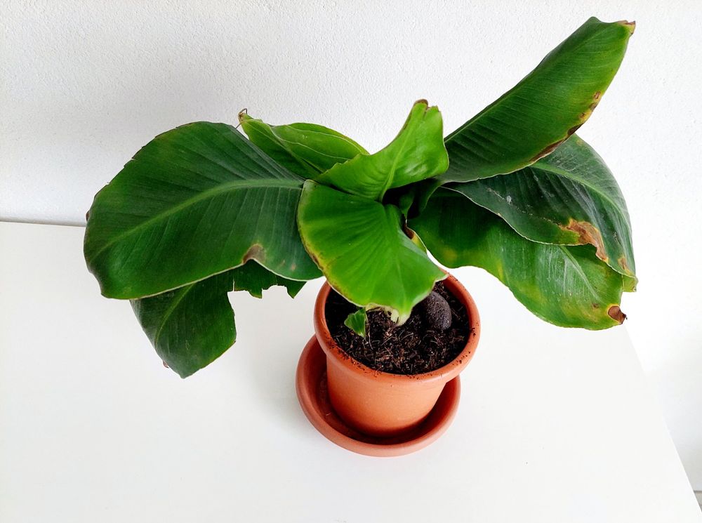 Zimmer Bananenbaum Musa | Kaufen auf Ricardo