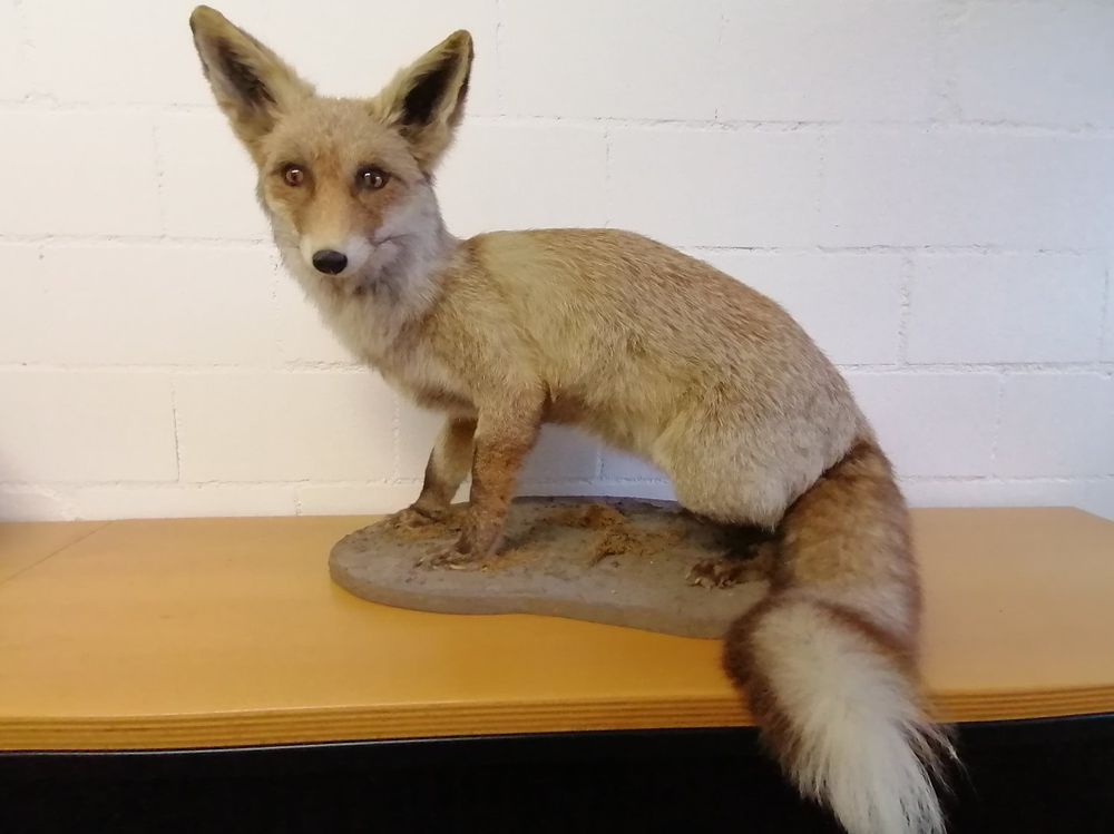 Tierpräparate Igel Dachs Marder und Co. | Kaufen auf Ricardo