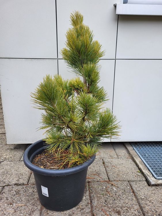 Pinus cembra compacta glauca, Zirbelkiefer Zwerg 69 cm hoch (Gebraucht ...