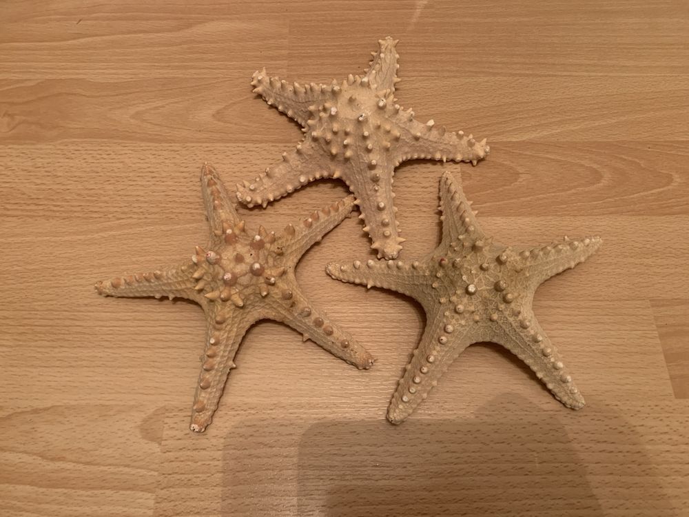 3 schöne Seesterne Deko Sommer (Gebraucht) in Walenstadt für CHF 5 ...