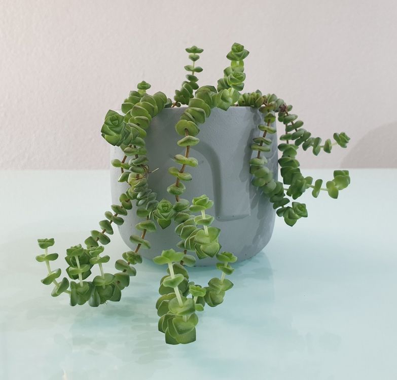 Pflanze Crassula rupestris Hottentot Dickblatt | Kaufen auf Ricardo