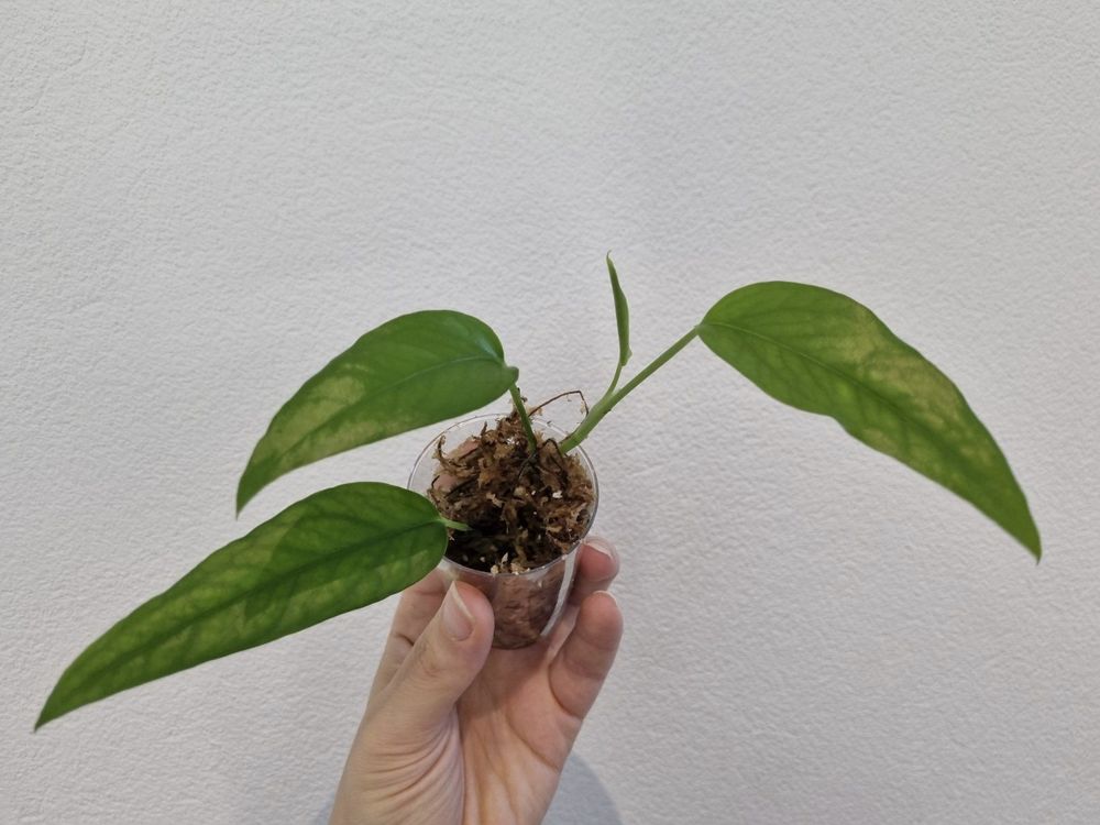 Epipremnum Pinnatum 'Skeleton key' (Gebraucht) in Bern für CHF 8 – mit ...