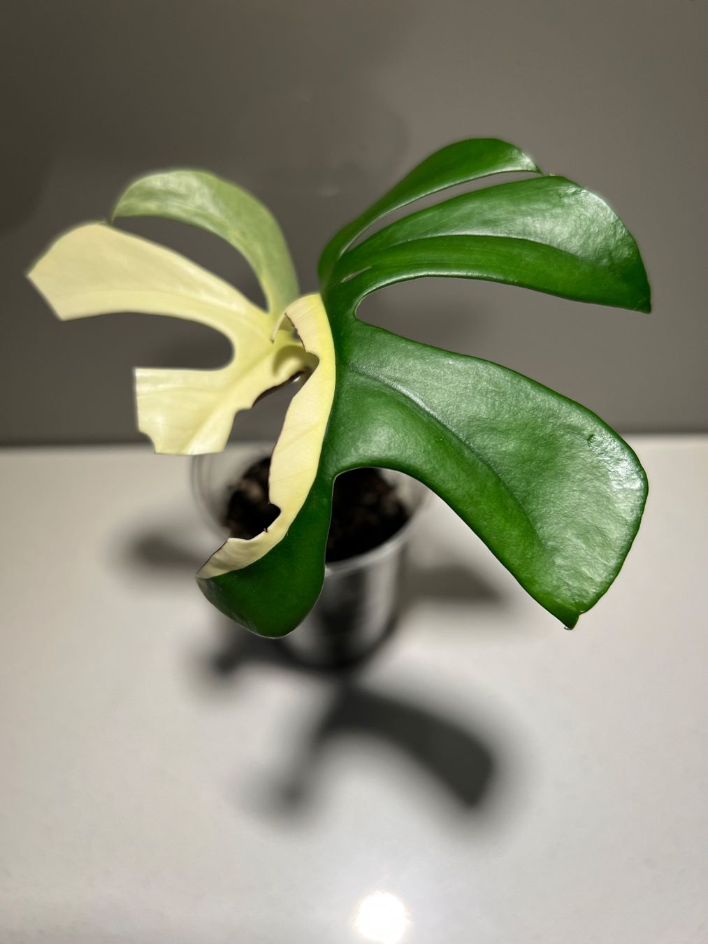 Monstera Minima Variegata🤩 (mit Neuaustrieb) (Gebraucht) in Glattpark ...