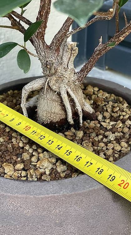 Bonsaï Ficus Ginseng env. 34 cm, avec pot (Gebraucht) in Jussy für CHF ...