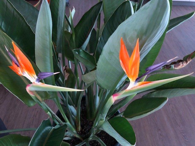 Strelitzie im Topf ca. 40cm Ø / Höhe ca. 1,60 Meter (Gebraucht) in Nottwil für CHF 59 – nur ...