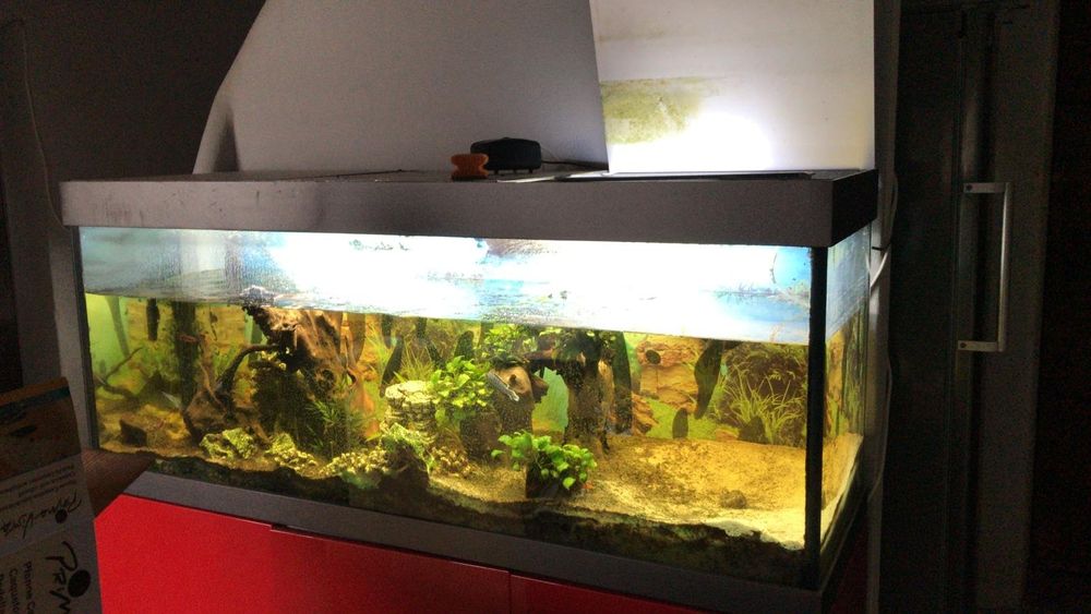 Aquarium 500l | Kaufen auf Ricardo