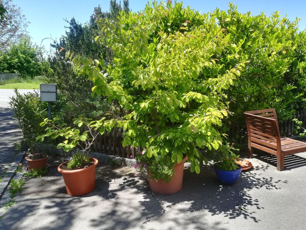 Schöne sehr grosse Buche in Topf (Gebraucht) in Ettenhausen TG für CHF ...