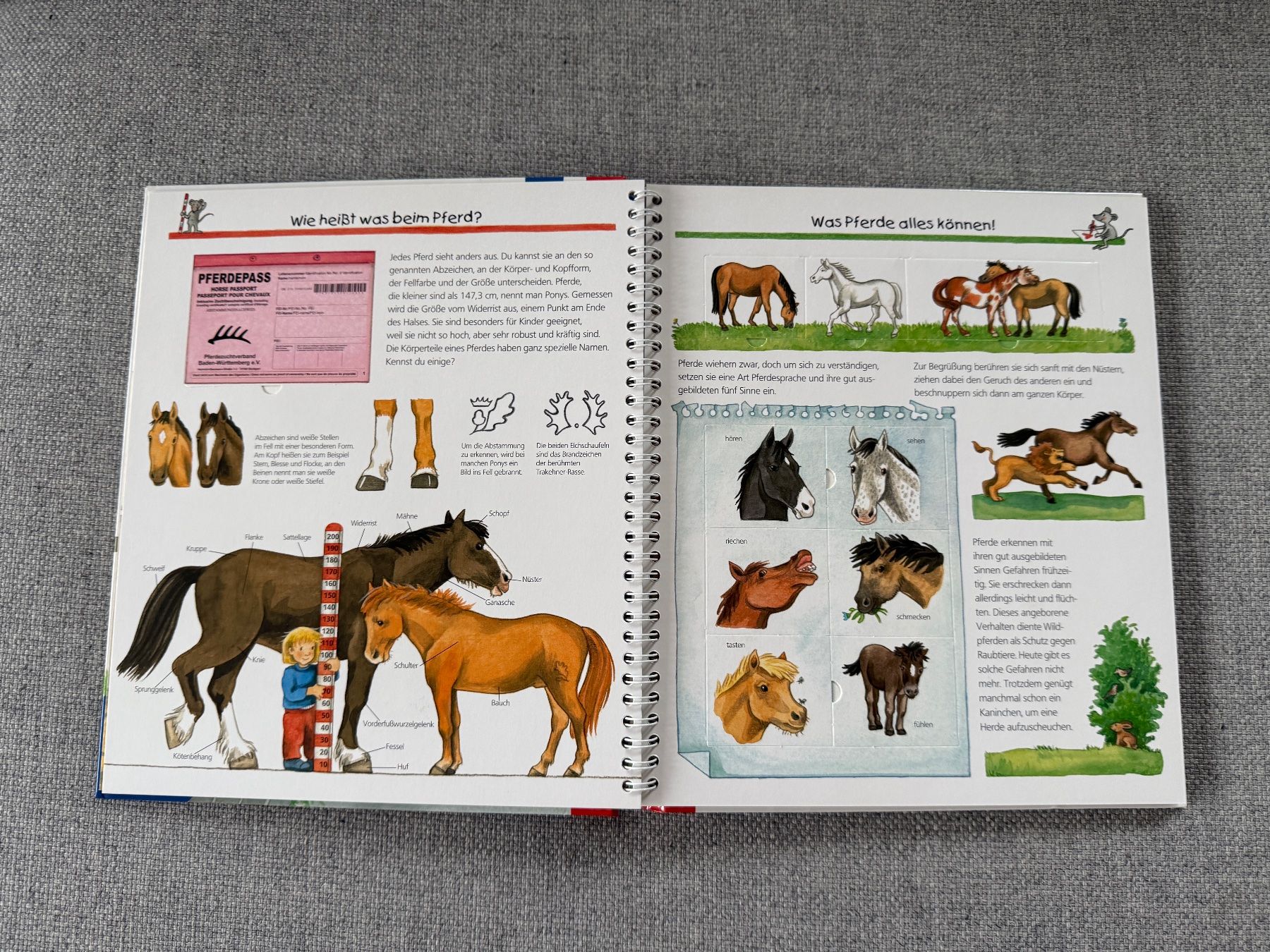 Alles über Pferde und Ponys - Wieso Weshalb Warum Buch (Neu (gemäss ...