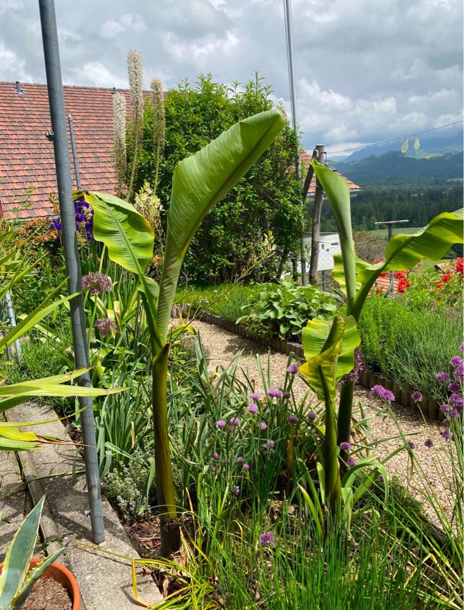 🌱🍌Winterharte Bananenstaude, Musa basjoo🍌🌱 (Gebraucht) in Bern für CHF 7 – nur Abholung auf ...
