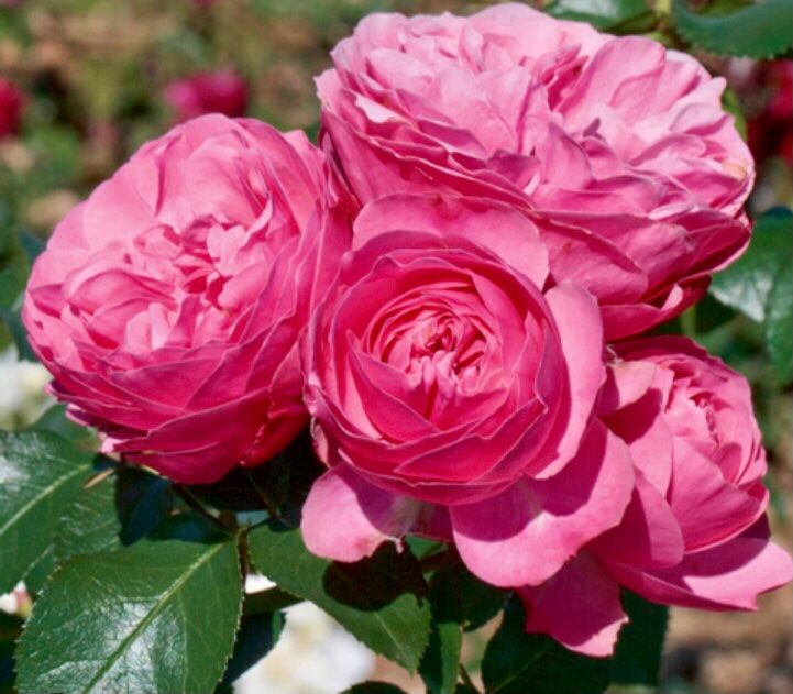 Rose Polyantha "TRANDAFIR" Farbe: PINK (Stamm 50 cm Wurzel) (Neu und ...