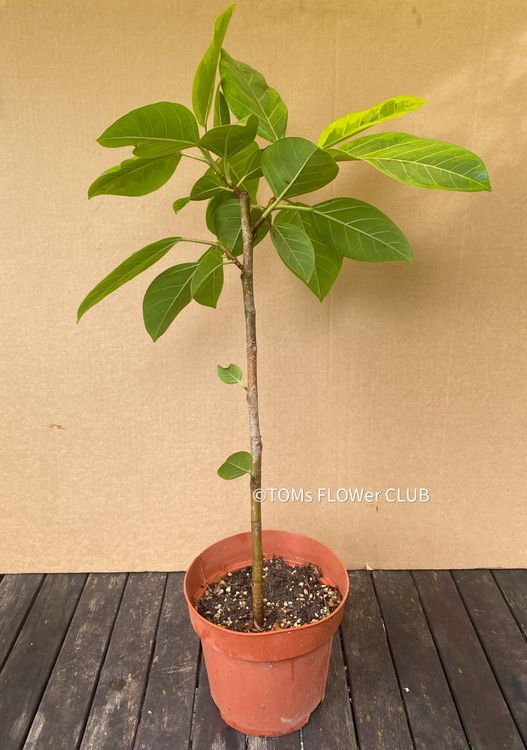 Ficus Altissima Aurea Variegata - 60cm Stämmchen | Kaufen auf Ricardo