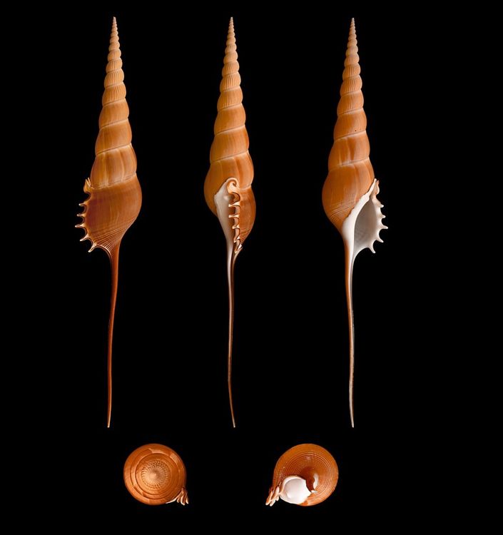 Tibia fusus Schnecke | Kaufen auf Ricardo