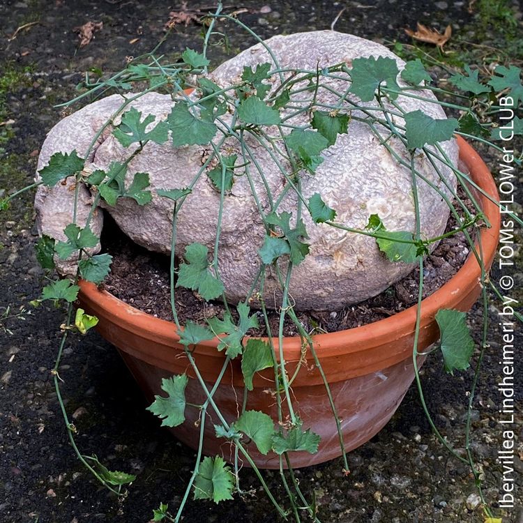 Ibervillea Lindheimeri - einzigartige CAUDEX Schönheit (Neu (gemäss ...