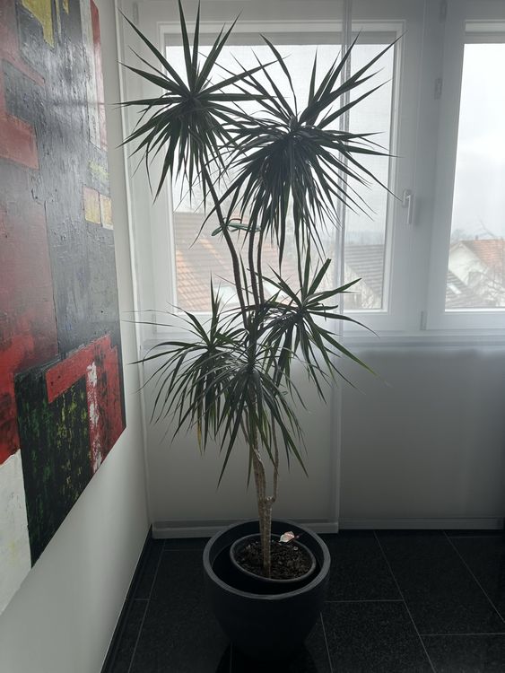 Grosse Drachenbaum Palme Yucca Zimmerpflanze 180cm Topf (Gebraucht) in Wettswil für CHF 50 – nur ...