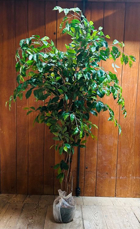 Kunstpflanze Baum / Ficus in Topf (Gebraucht) in Gwatt (Thun) für CHF ...