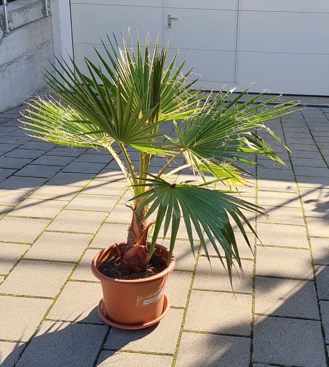 Washington Palme filifera | Kaufen auf Ricardo