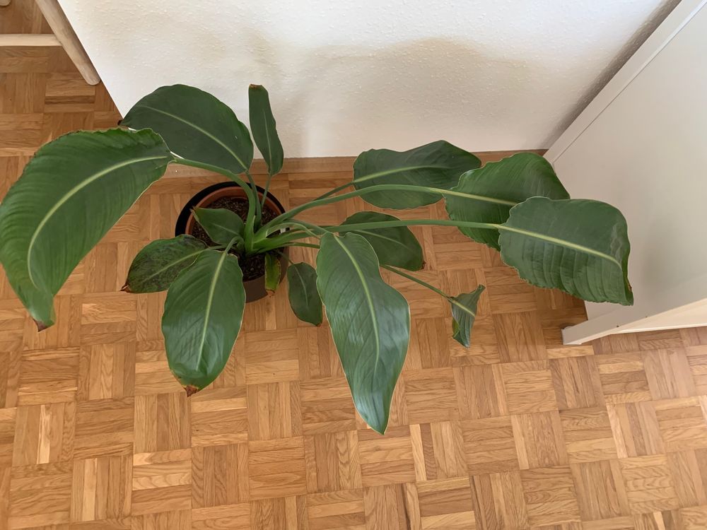 Strelitzie | Kaufen auf Ricardo