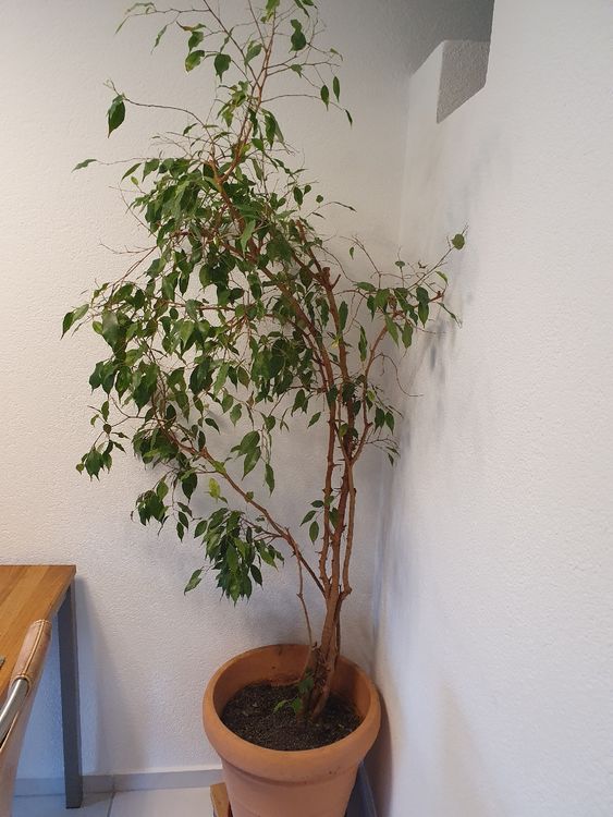 Ficus benjamini | Kaufen auf Ricardo