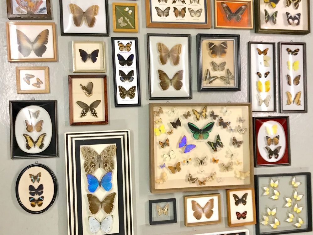 Echte Schmetterlinge - ganze Sammlung (Gebraucht) in Zürich für CHF 451 – mit Lieferung auf ...