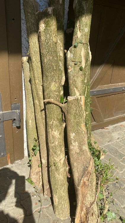 Buchsbaum Holz (Neu (gemäss Beschreibung)) in Bülach für CHF 140 – nur ...