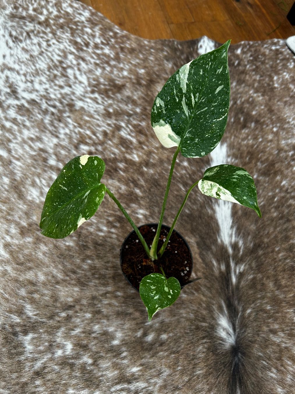 Monstera Thai Constellation💚 (Gebraucht) in Wattwil für CHF 30 – mit ...